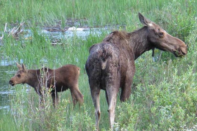 Yellowstone National Park - PRIVATE Full-Day Lower Loop Tour from Jackson Hole - Final Thoughts