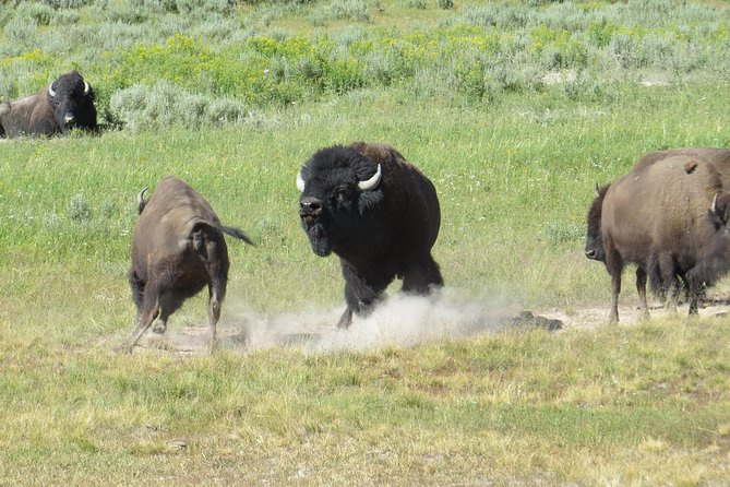 Yellowstone National Park - PRIVATE Full-Day Lower Loop Tour from Jackson Hole - FAQ