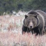 Yellowstone National Park - PRIVATE Full-Day Lower Loop Tour from W. Yellowstone - Why This Tour Offers Great Value