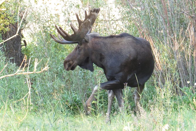 Yellowstone National Park - PRIVATE Full-Day Lower Loop Tour from W. Yellowstone - FAQs