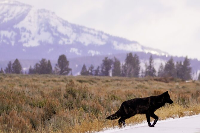 Yellowstone National Park Private Guided Tour - Full Day - FAQs