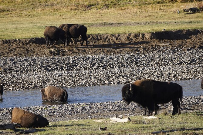 Yellowstone National Park Private Guided Tour - Full Day - Final Thoughts