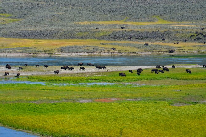 Yellowstone National Park - Private Lower Loop Adventure - Why the Transportation Matters