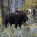 Yellowstone National Park - Private Lower Loop Adventure - Who Will Love This Tour?
