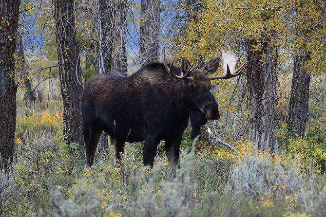 Yellowstone National Park - Private Lower Loop Adventure - Who Will Love This Tour?