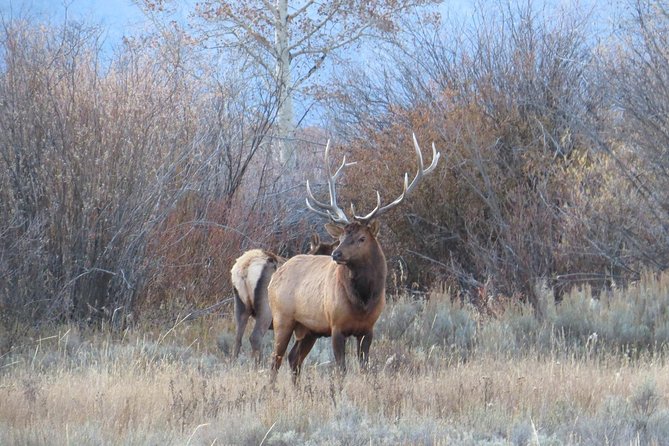 Yellowstone National Park - PRIVATE Upper Loop Tour from West Yellowstone - The Experience: What to Expect from the Private Upper Loop Tour