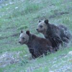 Yellowstone National Park - PRIVATE Upper Loop Tour from West Yellowstone - Who Should Book This Tour?