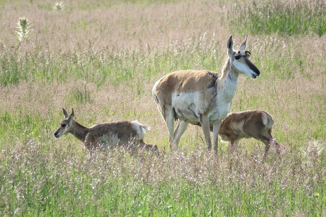Yellowstone National Park - PRIVATE Upper Loop Tour from West Yellowstone - Final Thoughts