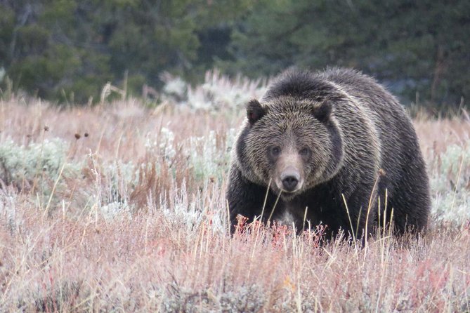 Yellowstone National Park - PRIVATE Upper Loop Tour from West Yellowstone - FAQ