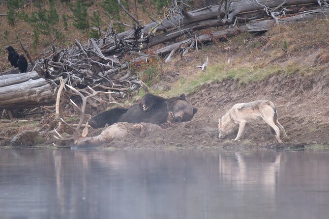 Yellowstone National Park Private Wildlife Tour - Key Points