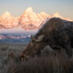 Yellowstone National Park Private Wildlife Tour - FAQs