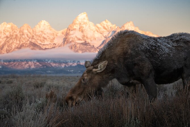 Yellowstone National Park Private Wildlife Tour - FAQs