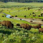 Yellowstone National Park Tour from Jackson Hole - Authentic Experiences and Highlights