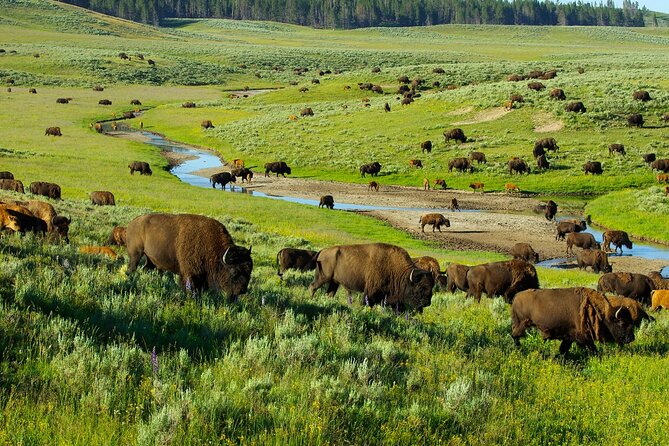 Yellowstone National Park Tour from Jackson Hole - Authentic Experiences and Highlights