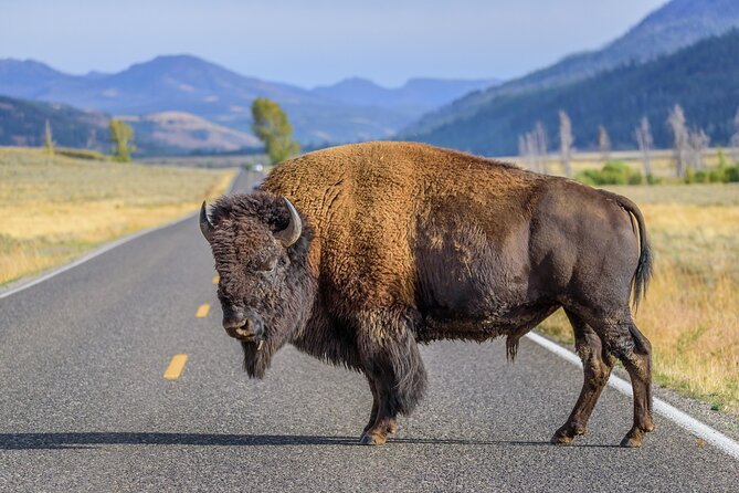 Yellowstone National Park Tour from Jackson Hole - Value for Money