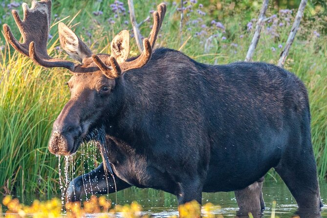 Yellowstone National Park Tour from Jackson Hole - The Sum Up