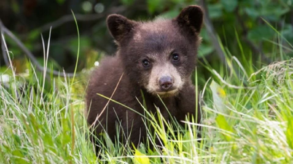 Yellowstone: Old Faithful, Waterfalls, and Wildlife Day Tour - What Sets This Tour Apart?