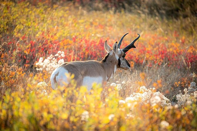 Yellowstone Private Full Day Tour - Who is This Tour Best For?