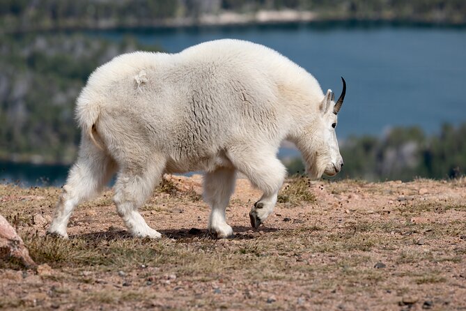 Yellowstone Private Full Day Tour - Who Should Book This Tour?