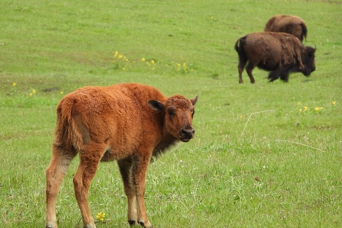 Yellowstone Private Full Day Tour - FAQ