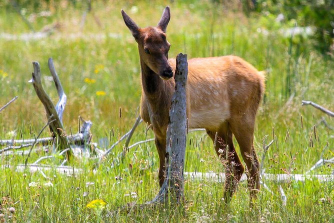 Yellowstone Private Upper Loop Tour with Lunch - Is It Worth the Price?