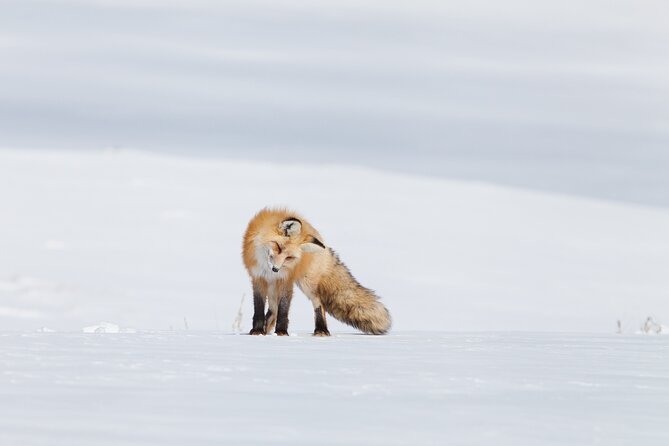 Yellowstone Snowshoe Adventure - Private Tour from Jackson Hole - An In-Depth Look at the Yellowstone Snowshoe Adventure