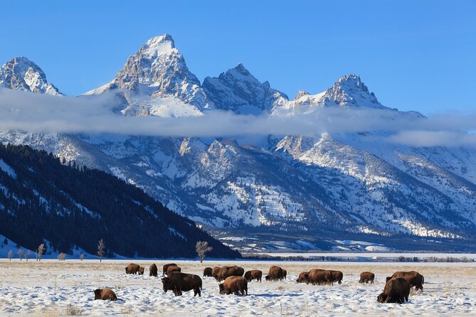 Yellowstone Snowshoe Adventure - Private Tour from Jackson Hole - FAQs