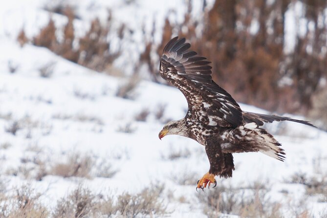 Yellowstone Snowshoe Safari from Bozeman - Private Tour - What’s Included and What’s Not?