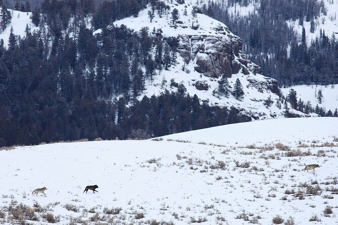 Yellowstone Snowshoe Safari from Bozeman - Private Tour - Transportation & Timing