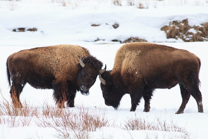 Yellowstone Snowshoe Safari from Bozeman - Private Tour - The Experience of Snowshoeing in Yellowstone