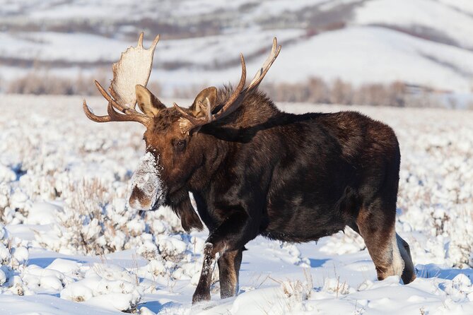 Yellowstone Snowshoe Safari from Bozeman - Private Tour - Food & Refreshments