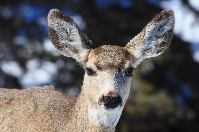 Yellowstone Snowshoe Safari from Bozeman - Private Tour - Guides and Personalization