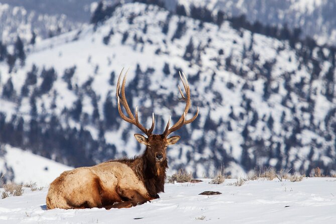 Yellowstone Snowshoe Safari from Bozeman - Private Tour - Pricing and Value