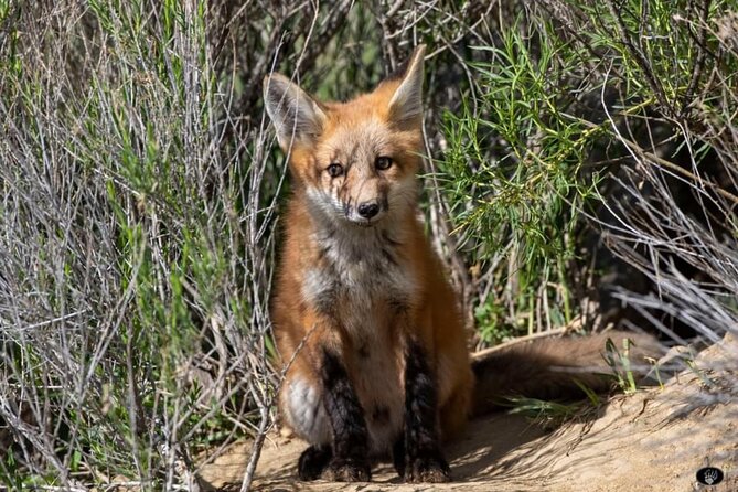 Yellowstone Two-Step 2 Days Upper+Lower Loop Fr.West Yellowstone - Who Will Love This Tour?