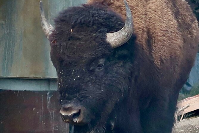 Yellowstone Wildlife and Photo Tours Upper Loop Tour From Cody - The Experience in Detail