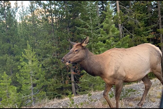 Yellowstone Wildlife and Photo Tours Upper Loop Tour From Cody - Why This Tour Offers Great Value