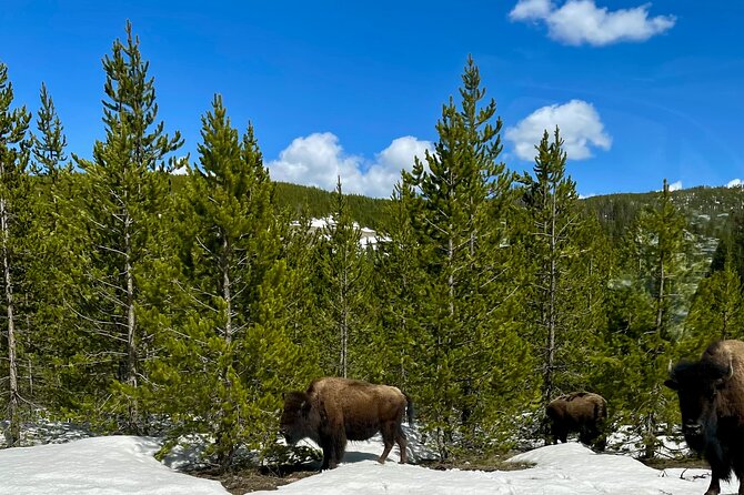 Yellowstone Wildlife and Photo Tours Upper Loop Tour From Cody - FAQs