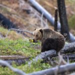 Yellowstone Wildlife and Photo Upper Loop Tour West Yellowstone - The Itinerary: A Deep Dive into Yellowstone’s Highlights