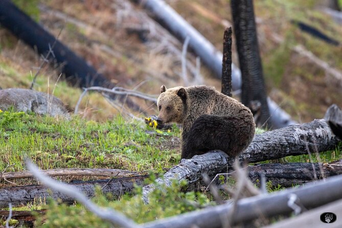 Yellowstone Wildlife and Photo Upper Loop Tour West Yellowstone - The Itinerary: A Deep Dive into Yellowstone’s Highlights