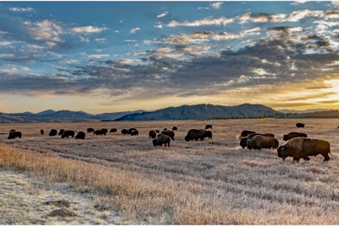 Yellowstone Wildlife and Photo Upper Loop Tour West Yellowstone - Authentic Experiences from Past Travelers