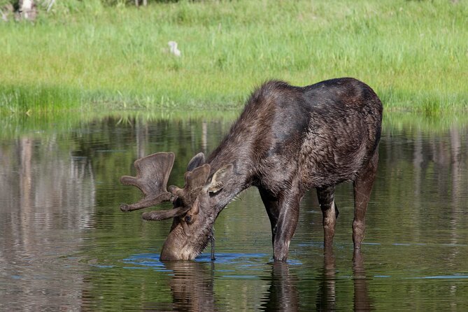 Yellowstone Wildlife Safari from Bozeman - Private Tour - The Itinerary: A Day Packed with Highlights