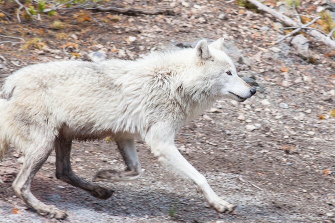 Yellowstone Wildlife Safari from Bozeman - Private Tour - The Sum Up: The Perfect Yellowstone Experience for Curious Travelers