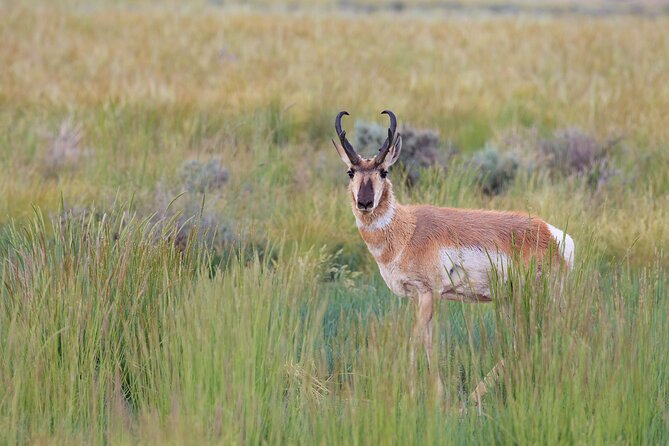 Yellowstone Wildlife Safari from Bozeman - Private Tour - FAQs
