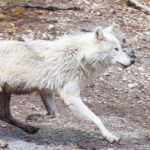Yellowstone Wildlife Safari in Lamar Valley from Bozeman - Exploring the Itinerary in Detail