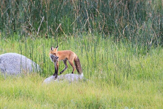 Yellowstone Wildlife Safari in Lamar Valley from Bozeman - The Sum Up: Who Will Love This Yellowstone Safari?