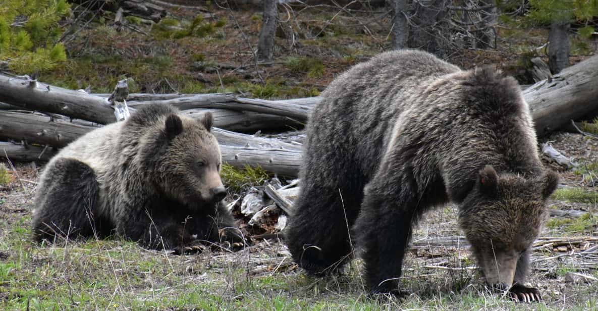 Yellowstone Wildlife Tours: From West Yellowstone Montana - Key Points