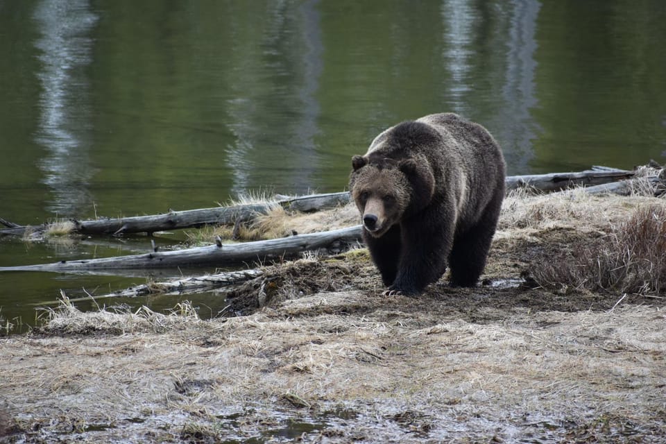 Yellowstone Wildlife Tours: From West Yellowstone Montana - An Inside Look at Yellowstone Wildlife Tours