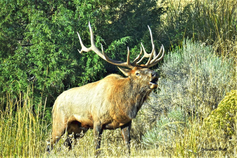 Yellowstone Wildlife Tours: From West Yellowstone Montana - Final Thoughts