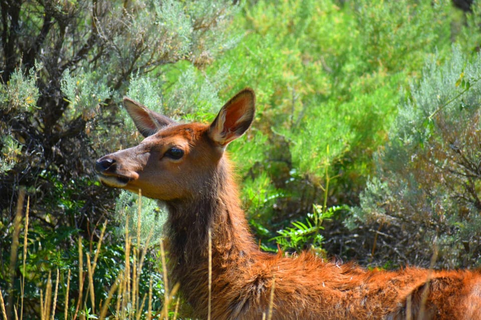 Yellowstone Wildlife Tours: From West Yellowstone Montana - Frequently Asked Questions