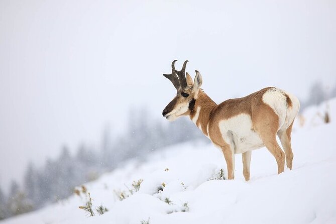 Yellowstone Winter Wildlife Safari from Bozeman - An In-Depth Look at the Yellowstone Winter Safari